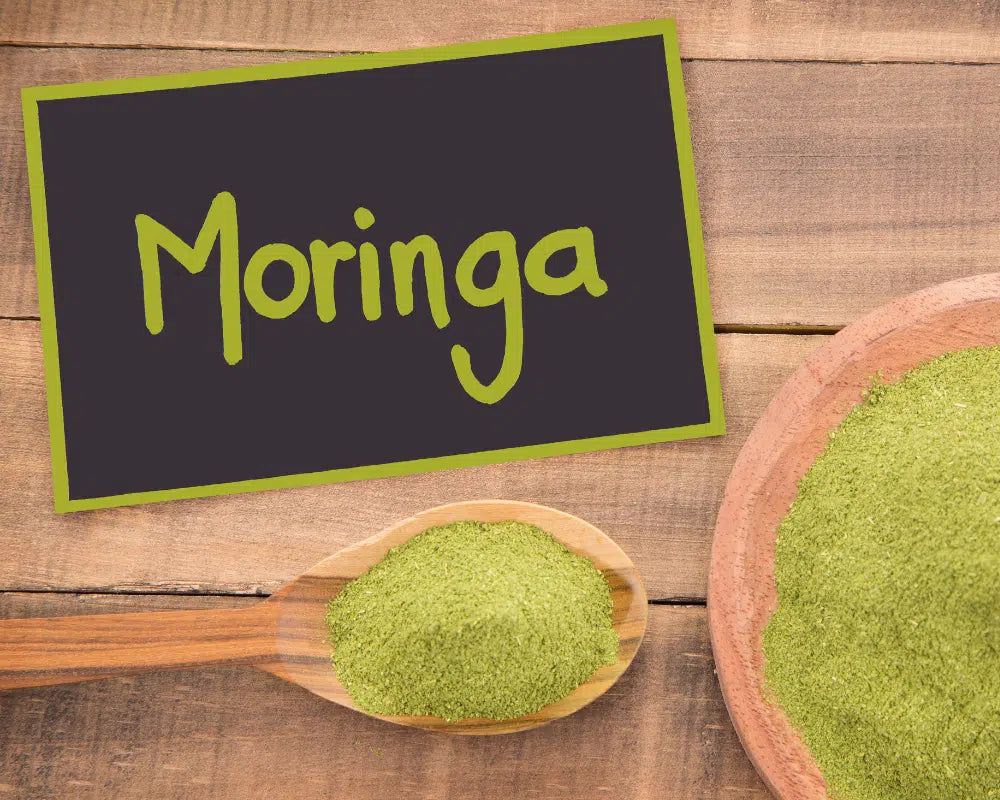 What is moringa oleifera powder used for? — RedMoringa