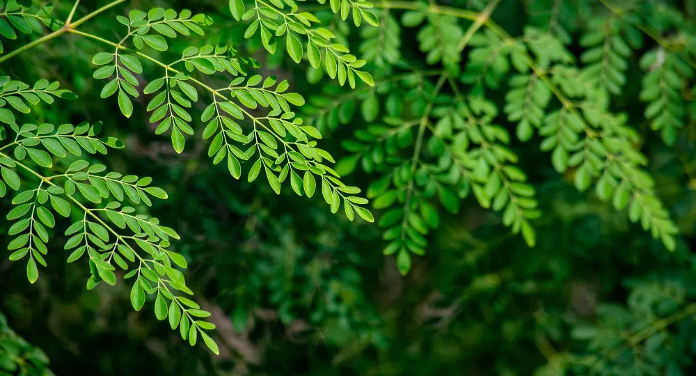 How to grow Moringa yourself and benefit from it — RedMoringa